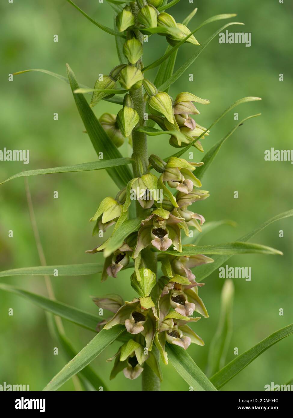 Broad-leaved Helleborine (Epipactis helleborine), The Larches, Kent ...