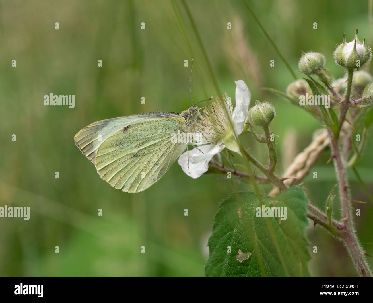 Cabbage white butterflies hi-res stock photography and images - Alamy
