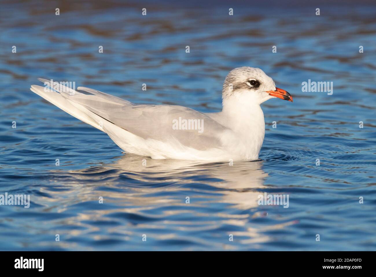 Mediterranean Gull (Ichthyaetus melanocephalus), side view of a 4 cy ...