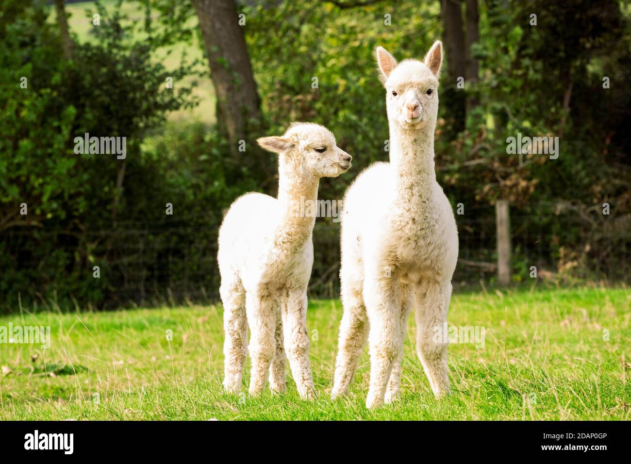 Llama babies hi-res stock photography and images - Alamy