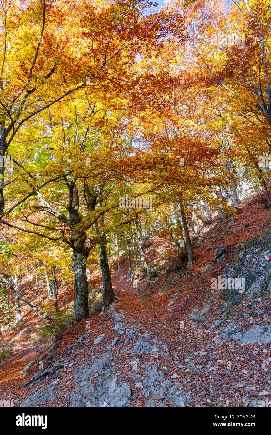 Fagus Sylvatica Fagaceae High Resolution Stock Photography and Images ...