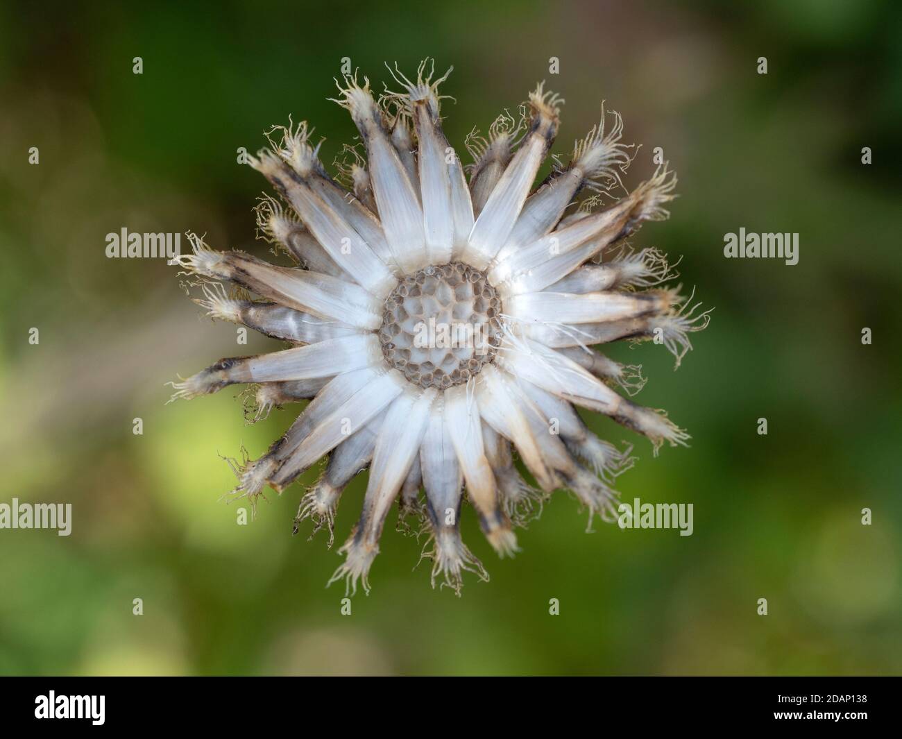 Dried Thistle Head, Lullingstone Country Park, Kent UK Stock Photo - Alamy