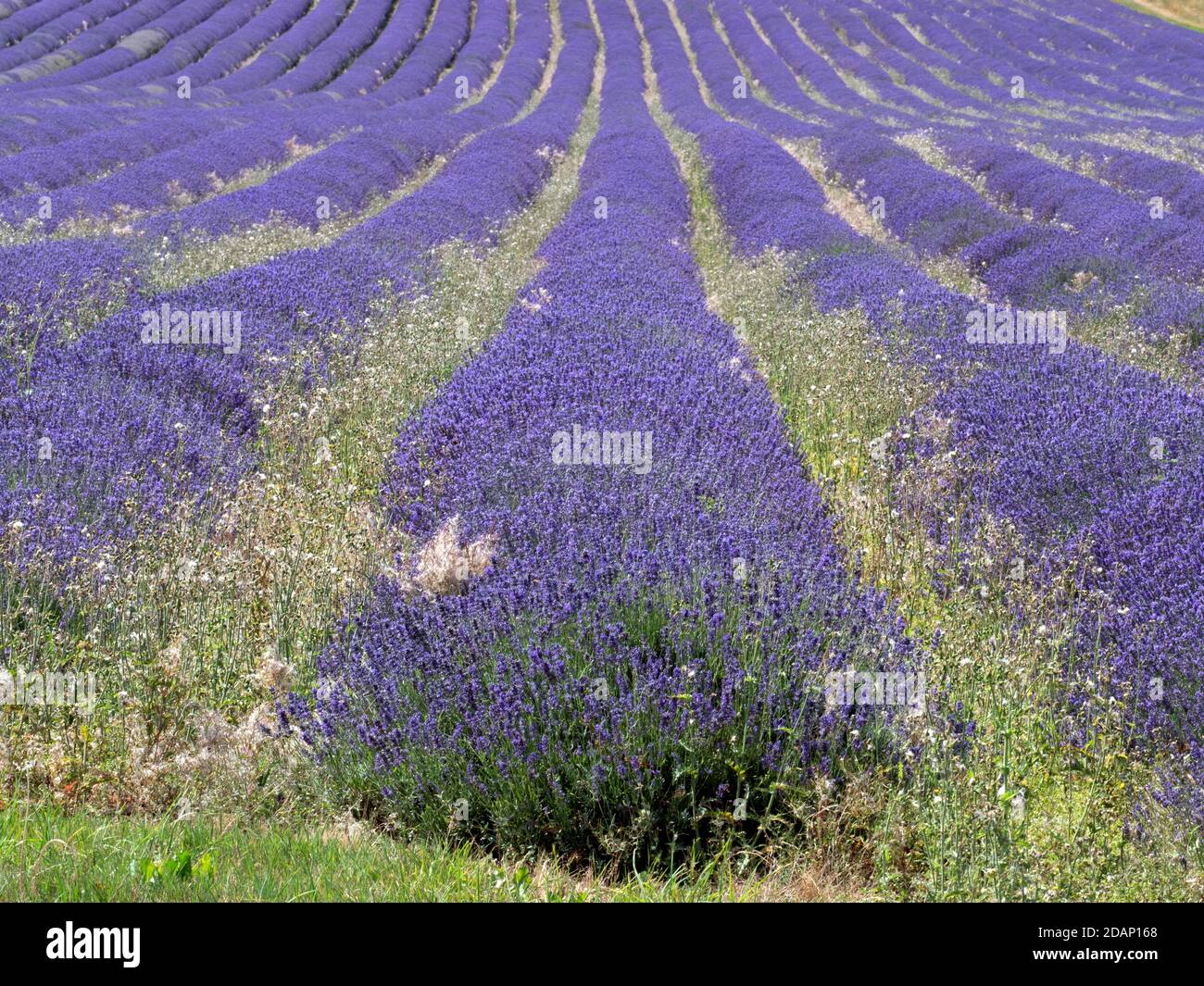 Lavender fields lavandula sp hi-res stock photography and images - Alamy