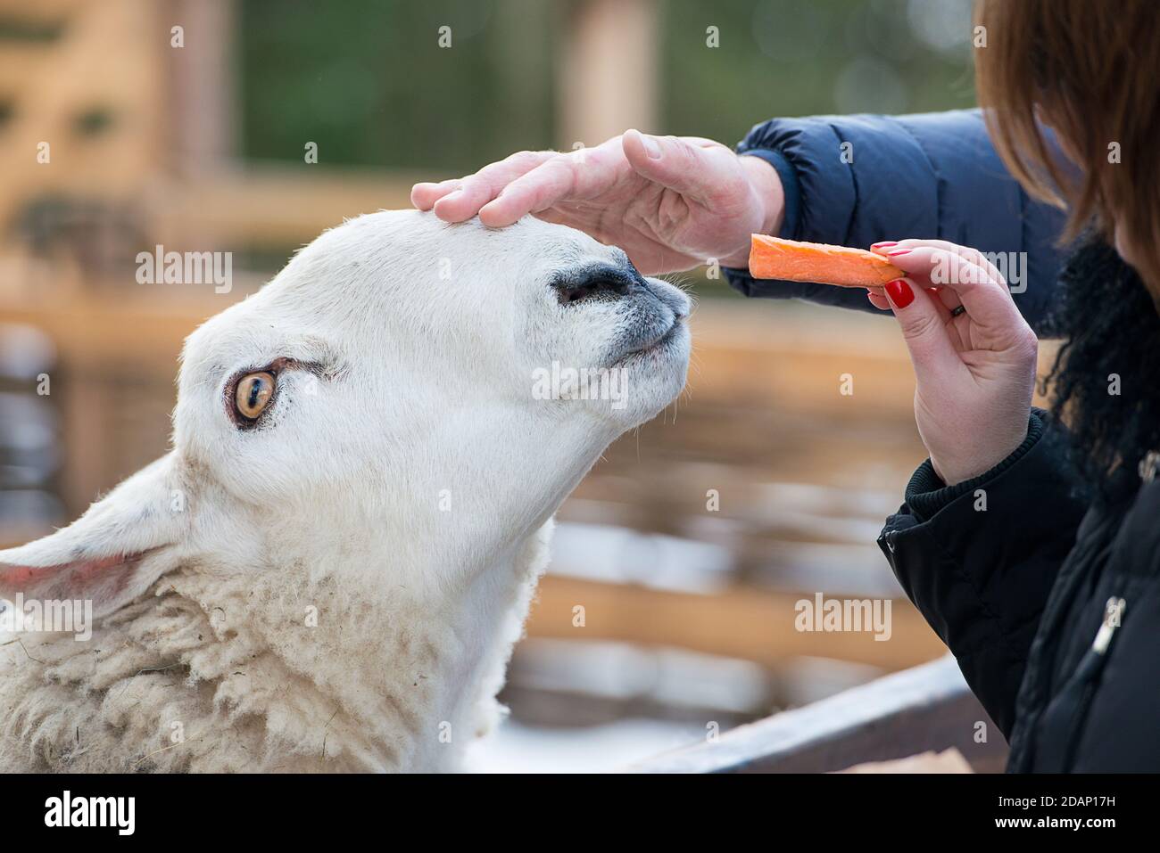 Leicester zoo hi-res stock photography and images - Alamy