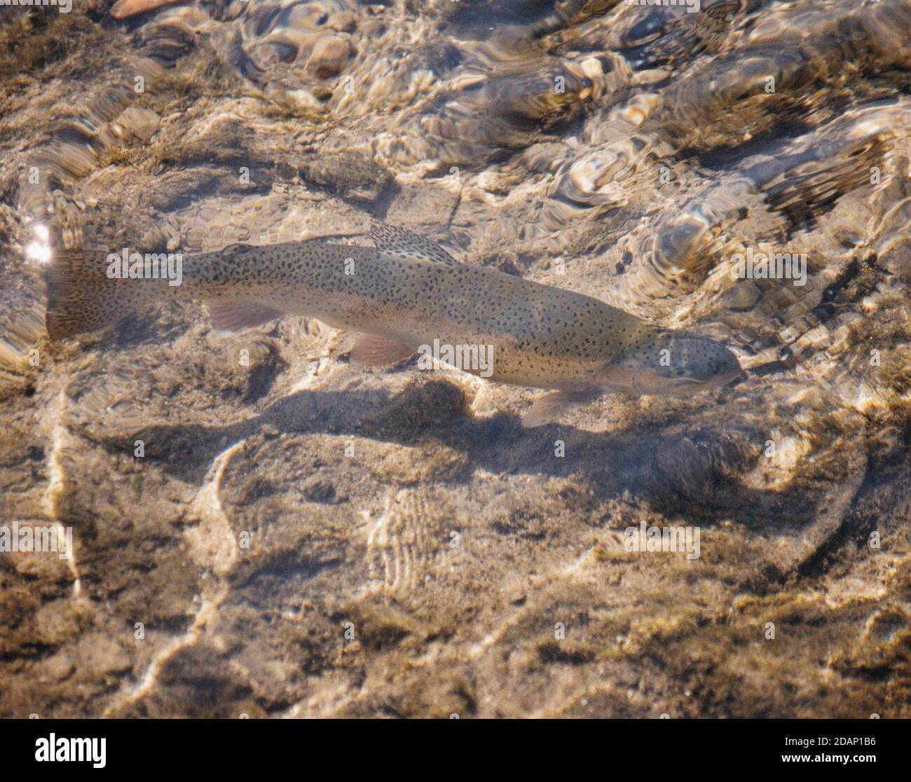 "fish", "fishing", "crystal clear", "water ripples Stock Photo - Alamy