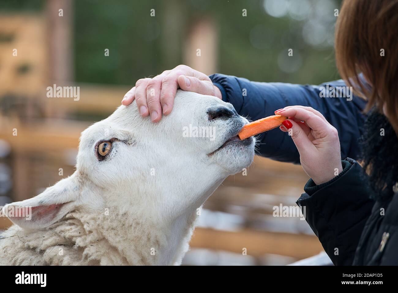 Leicester zoo hi-res stock photography and images - Alamy