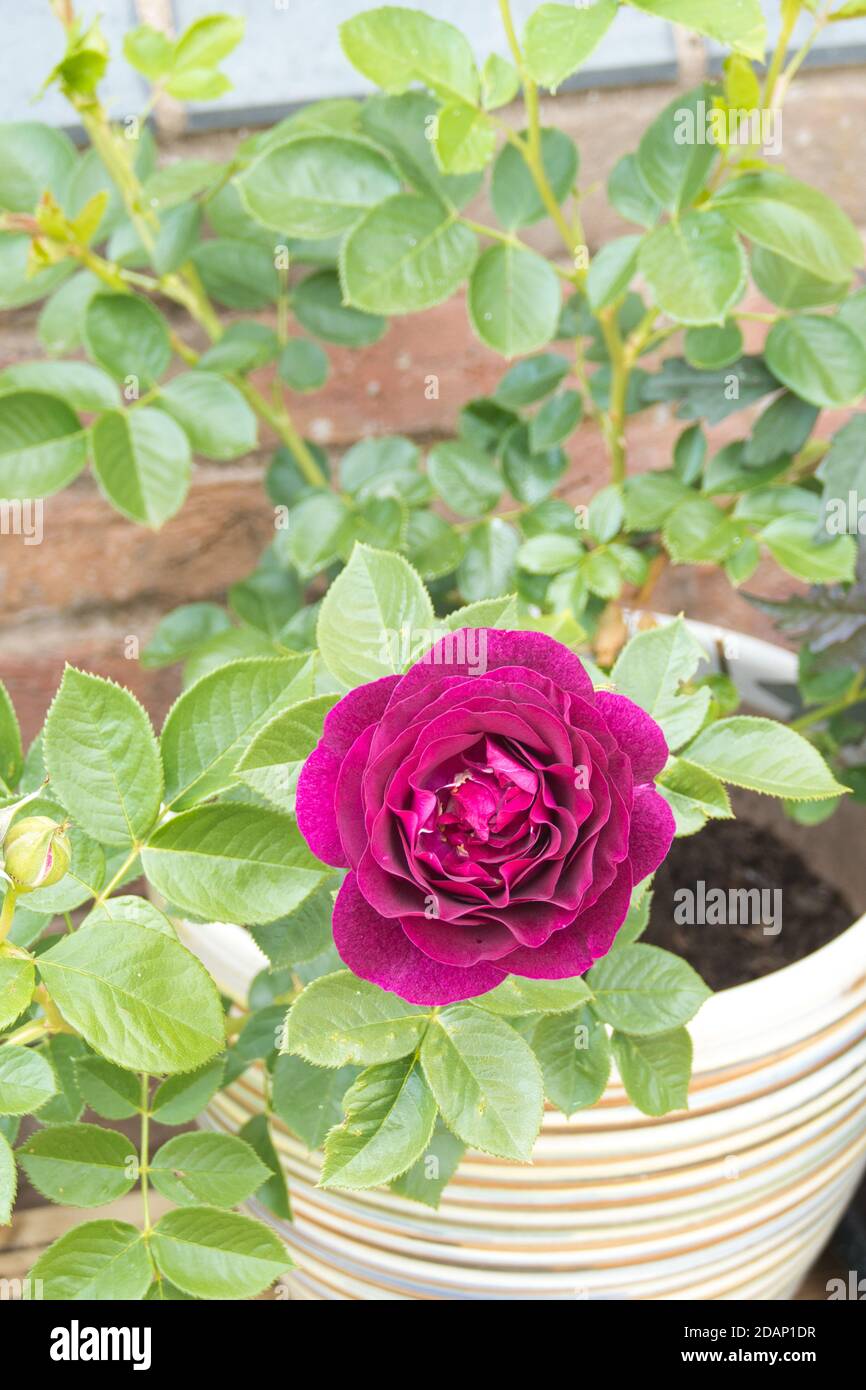 Rose Twilight Zone Stock Photo - Alamy