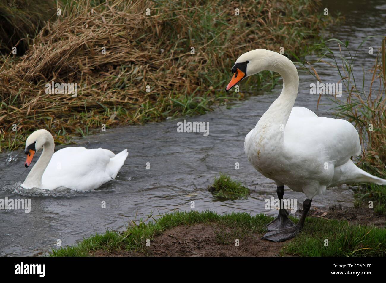 Animal bird swan birds feet hi-res stock photography and images - Alamy
