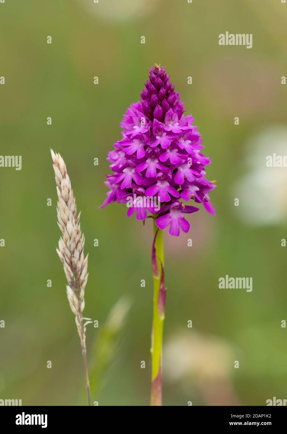 Pyramidal Orchid (Anacamptis pyramidalis) flower, Lullingstone Country ...