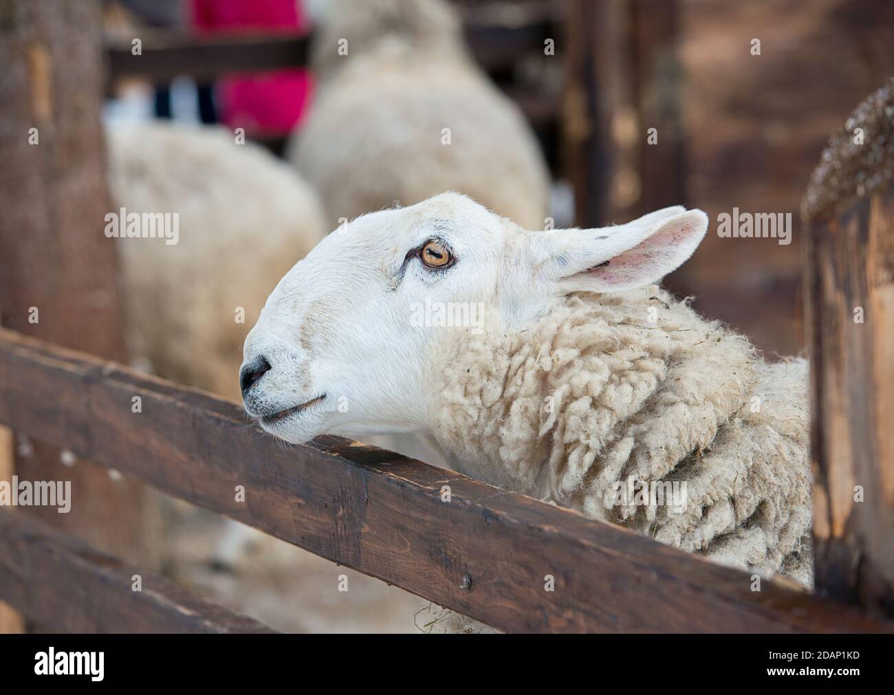 Border leicester breed hi-res stock photography and images - Alamy