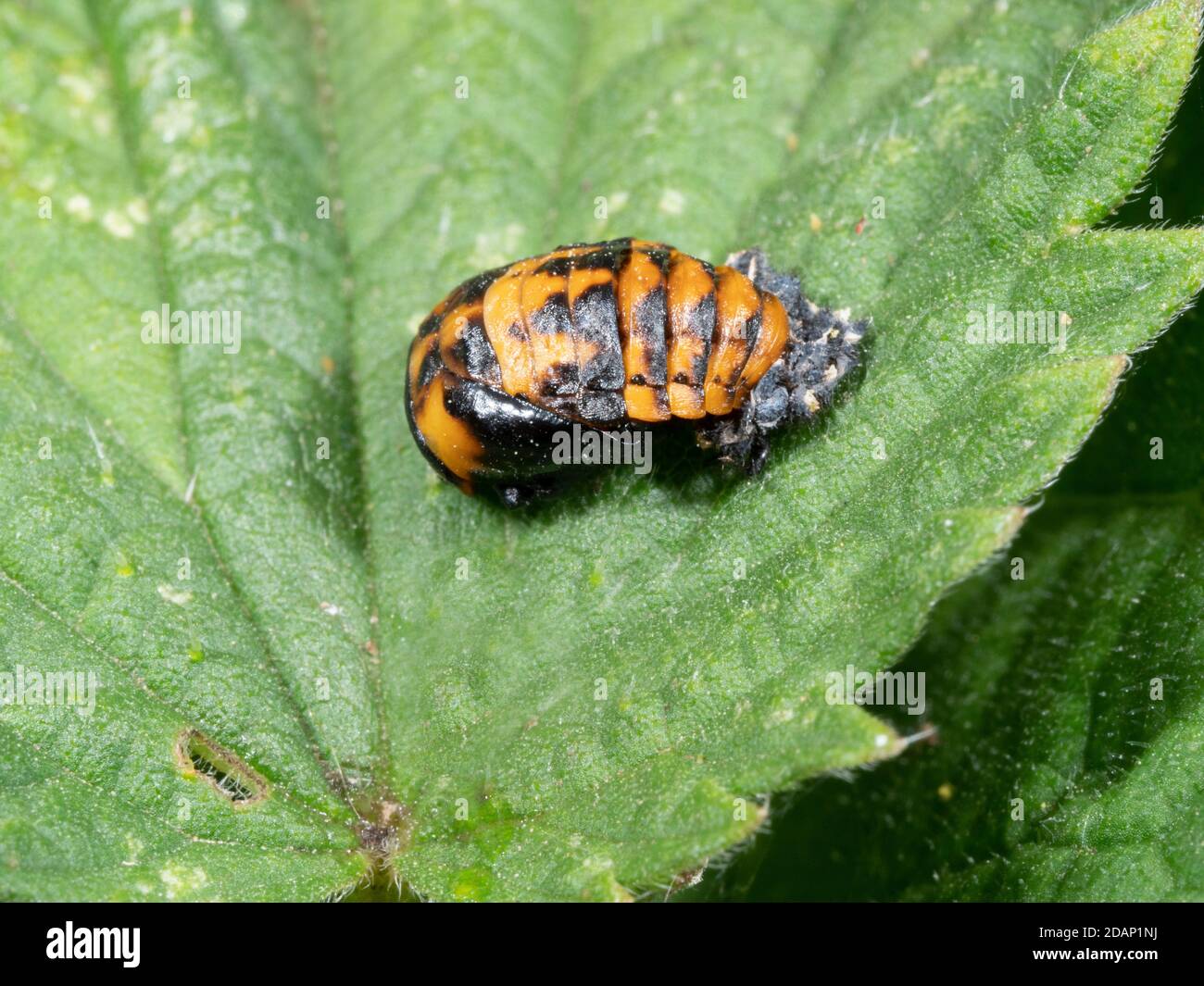 Harlequin ladybird chrysalis or pupa (Harmonia axyridis), Lullingstone ...