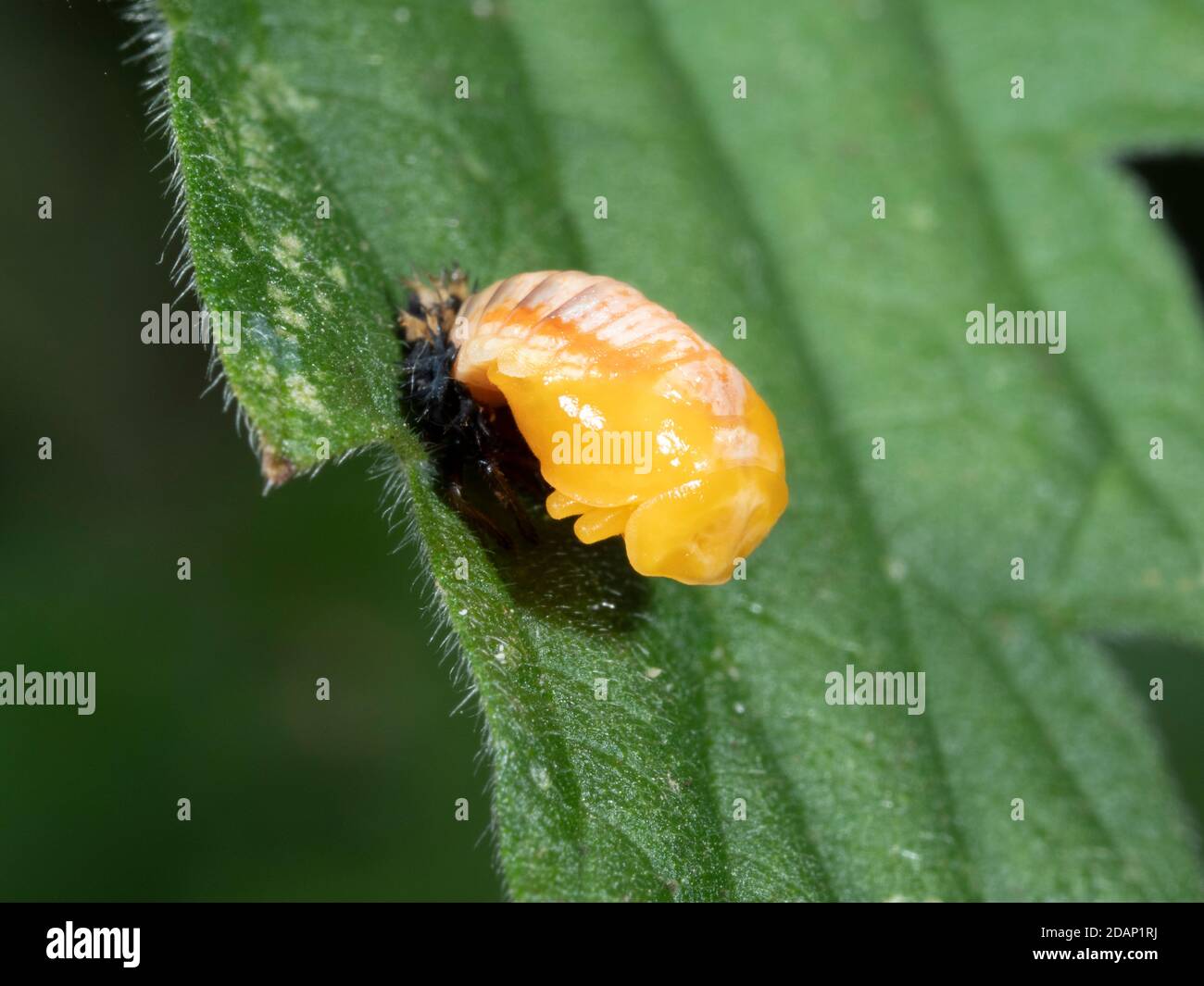 Harlequin ladybird chrysalis or pupa (Harmonia axyridis), Lullingstone ...