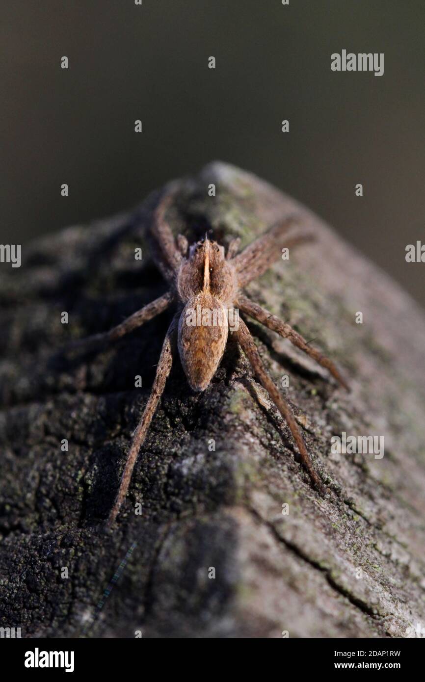 Buzzing Spider (Anyphaena accentuata) with captured prey (spider Stock ...