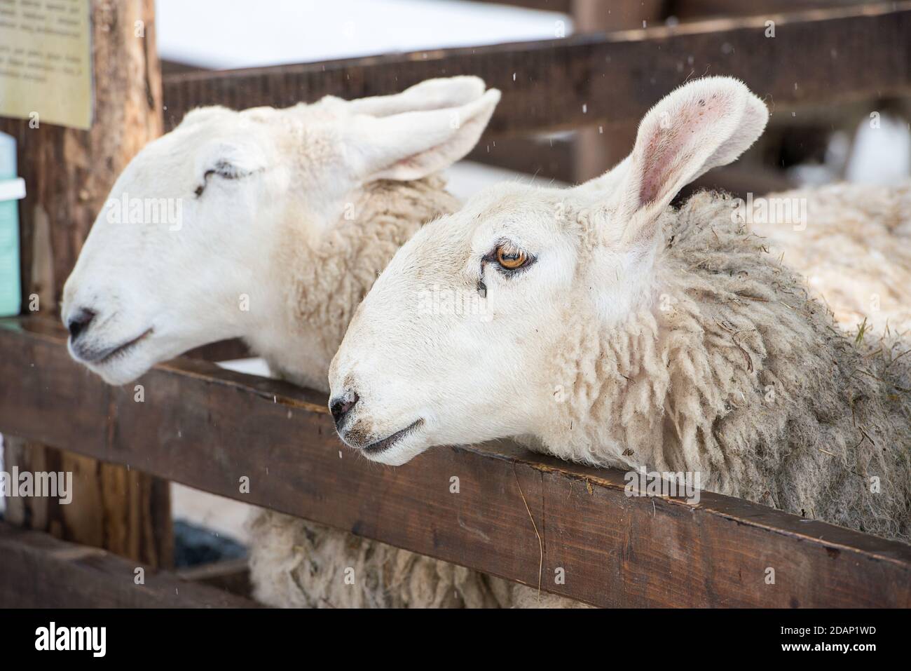 Leicester zoo hi-res stock photography and images - Alamy