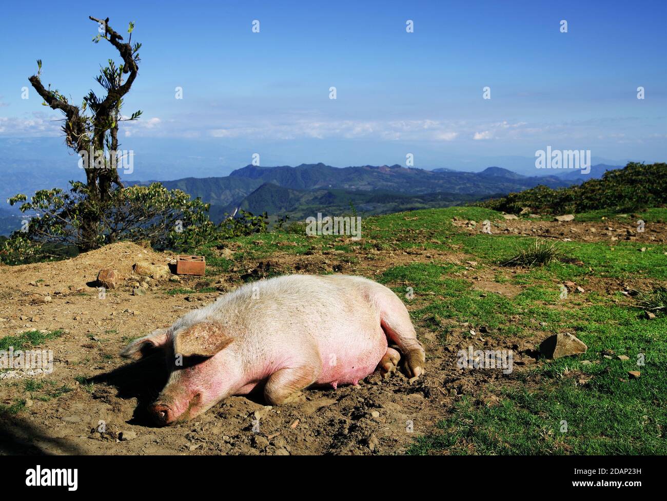 Big pig sleeping in open land pig farm - field-grown pigs are healthy ...