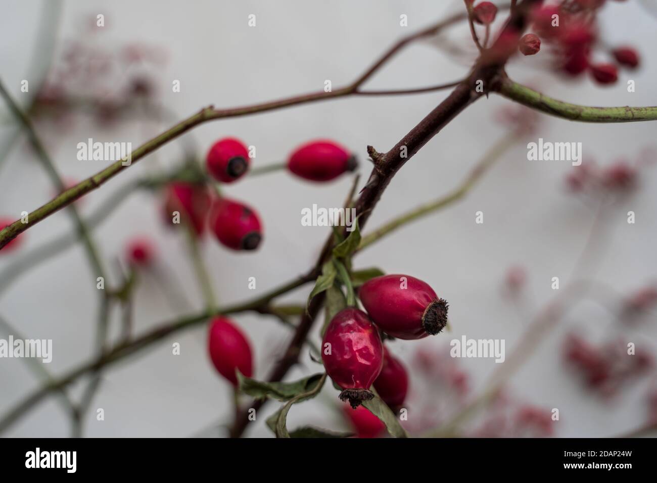 Selective focus shot of rosehip fruits on a branch Stock Photo - Alamy