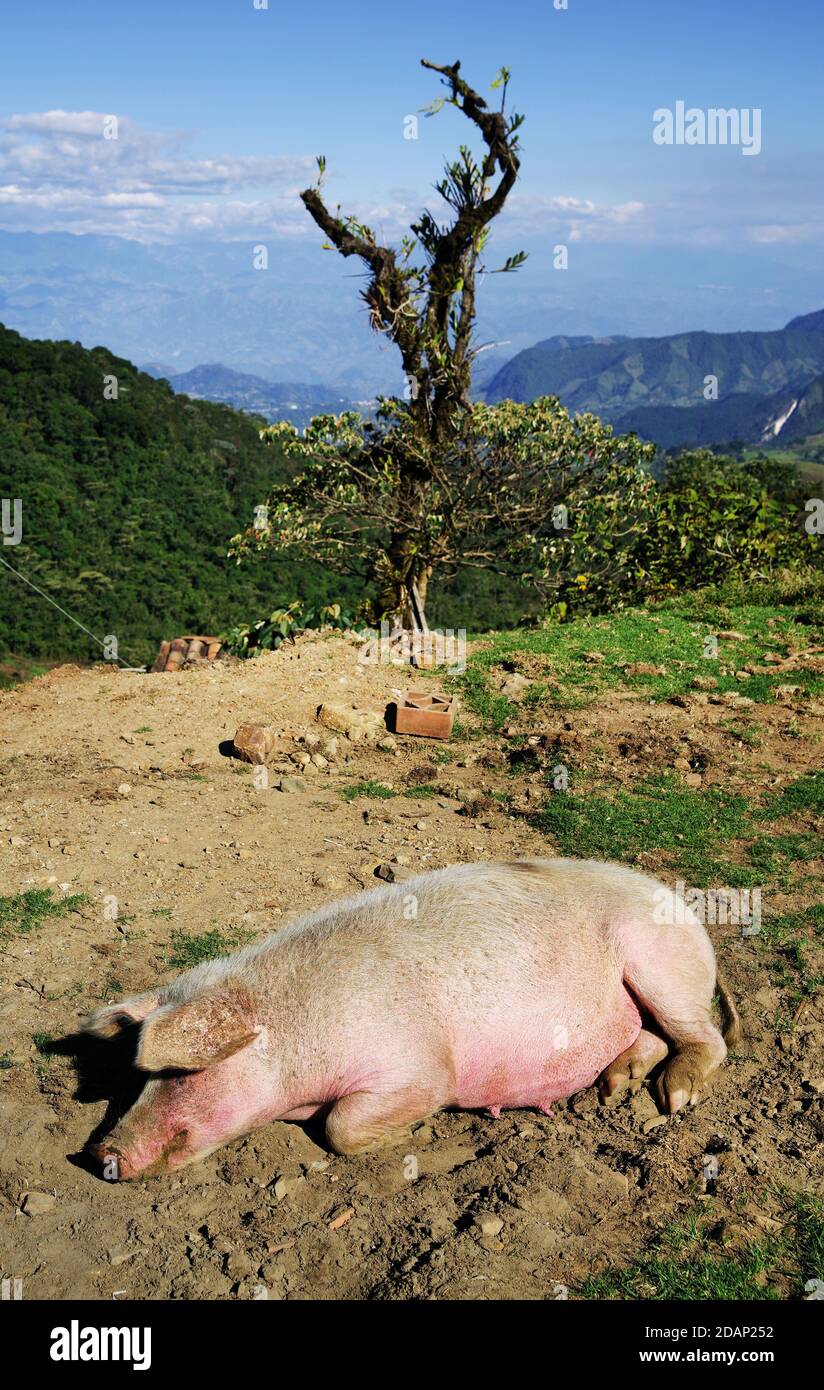 Big pig sleeping in open land pig farm - field-grown pigs are healthy ...