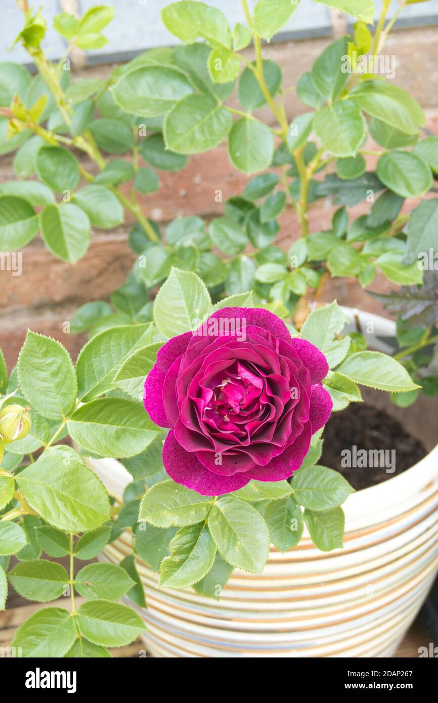 Rose Twilight Zone Stock Photo - Alamy