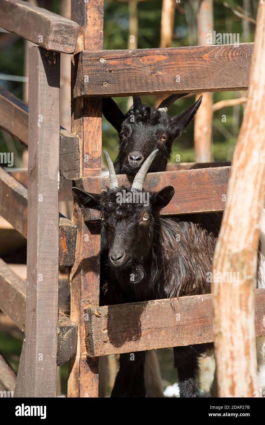 Welsh black-necked goat in a zoo Winter sunny day Stock Photo - Alamy