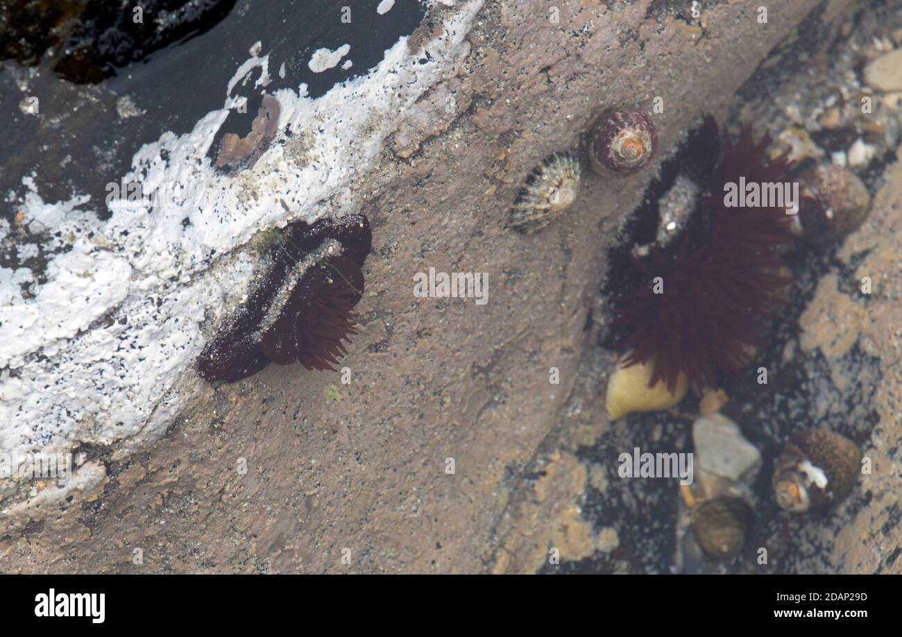 A photo of actinia equina in the sea, Europe Stock Photo - Alamy
