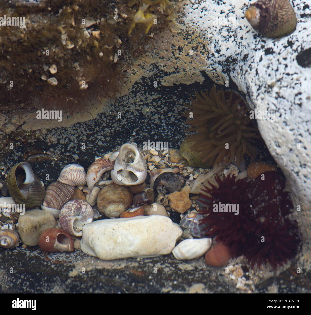 A photo of actinia equina in the sea, Europe Stock Photo - Alamy