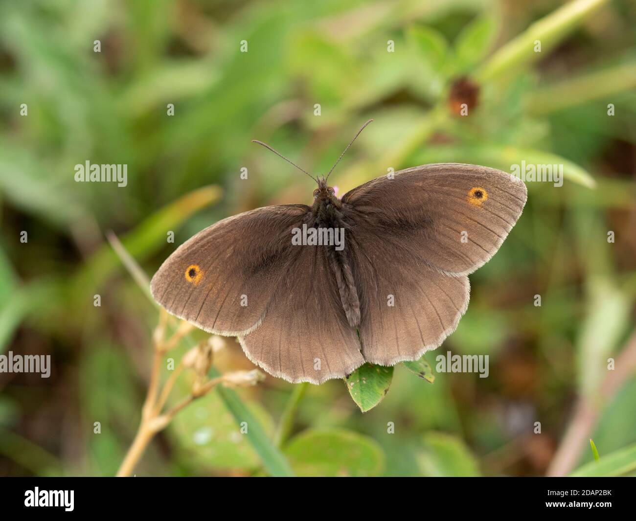 Meadow Brown Butterfly, (Maniola jurtina), male, with wings open ...