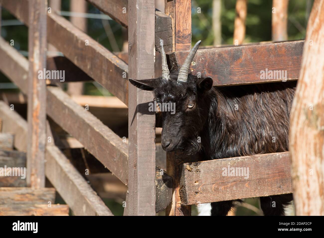 Welsh black-necked goat in a zoo Winter sunny day Stock Photo - Alamy