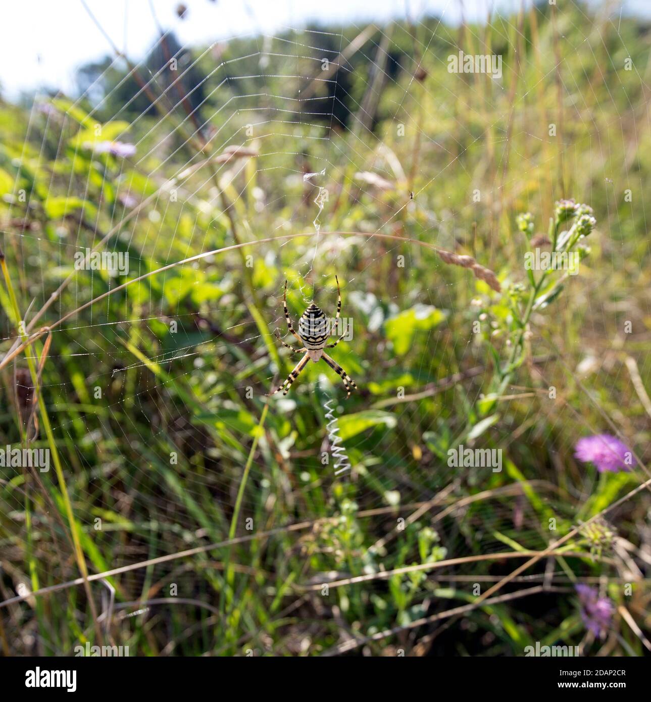 The common argiope bruennichi spider in north of Italy Stock Photo - Alamy