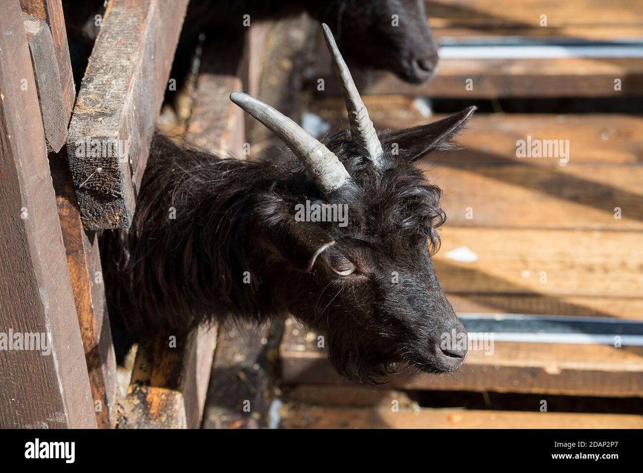 Welsh black-necked goat in a zoo Winter sunny day Stock Photo - Alamy