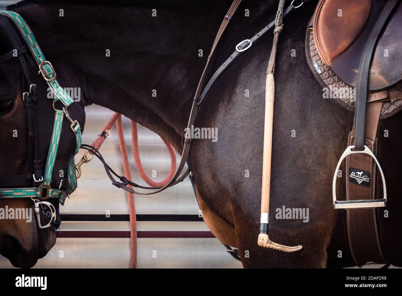 The Hamilton hunt rides out with nine couples (pack of 18) hounds to ...