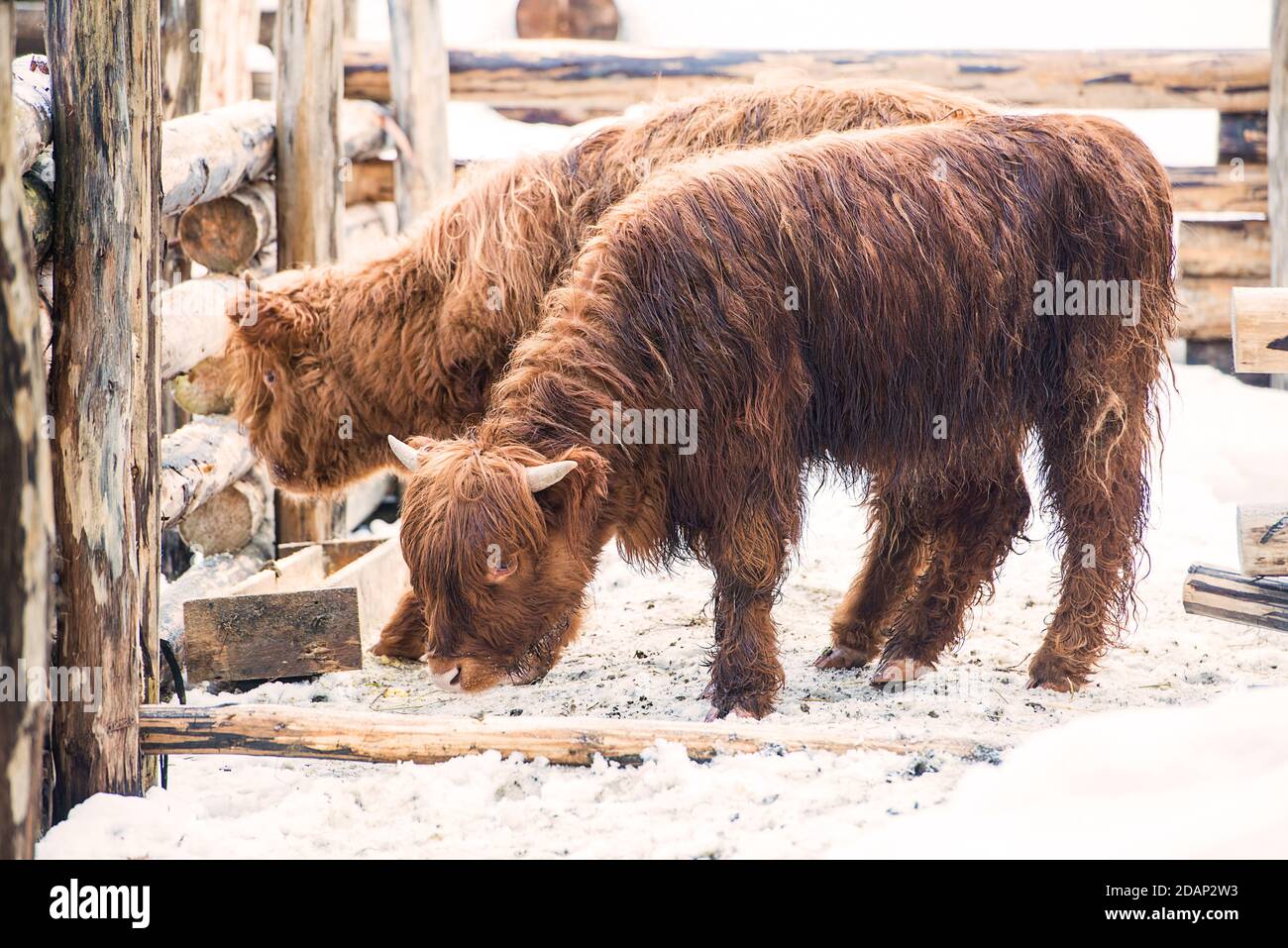 The Highland, a Scottish breed of rustic cattle Stock Photo - Alamy