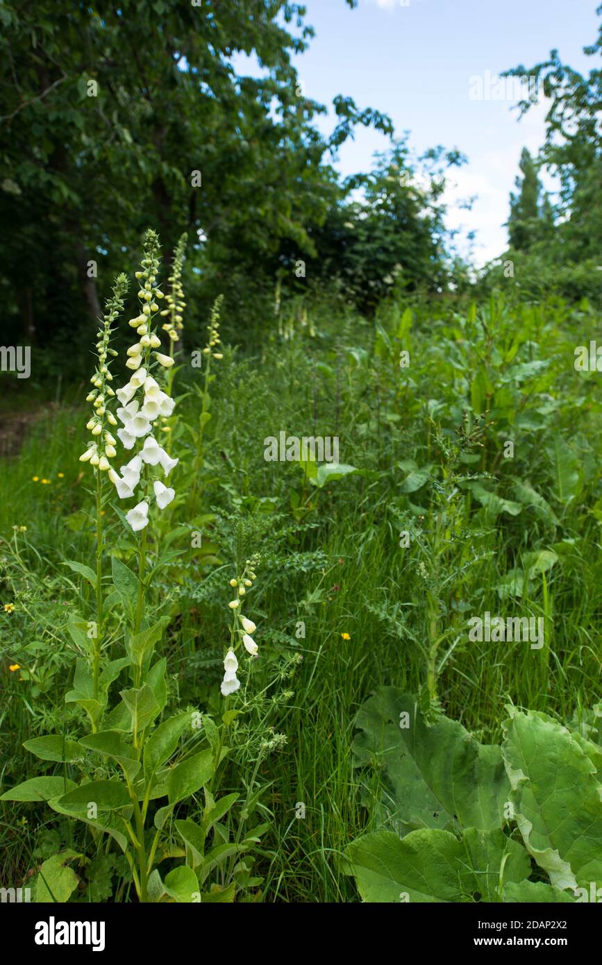 Foxglove, Digitalis purpurea 'Alba' growing wild on waste ground ...