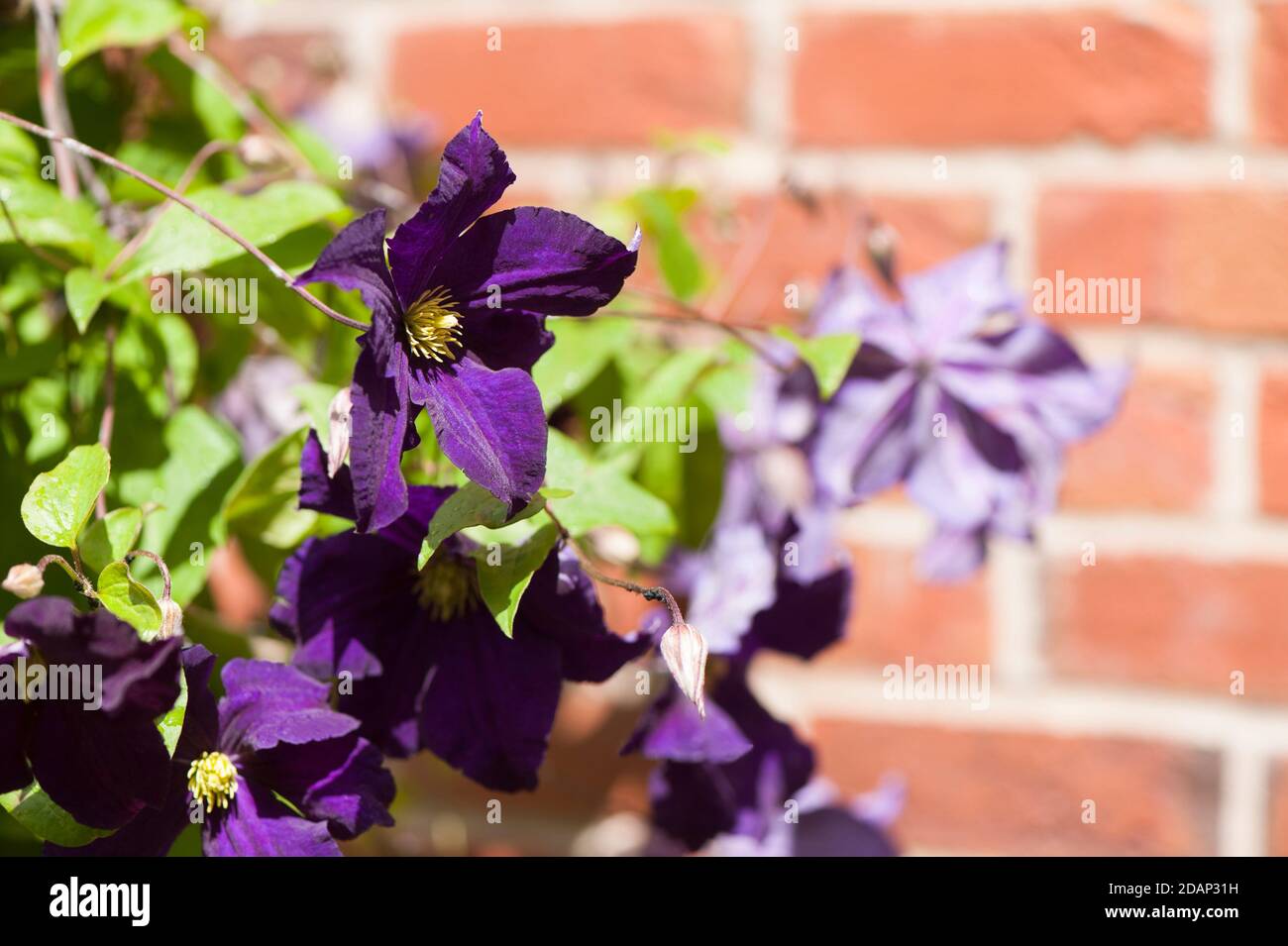 Viola Blooms High Resolution Stock Photography and Images - Alamy