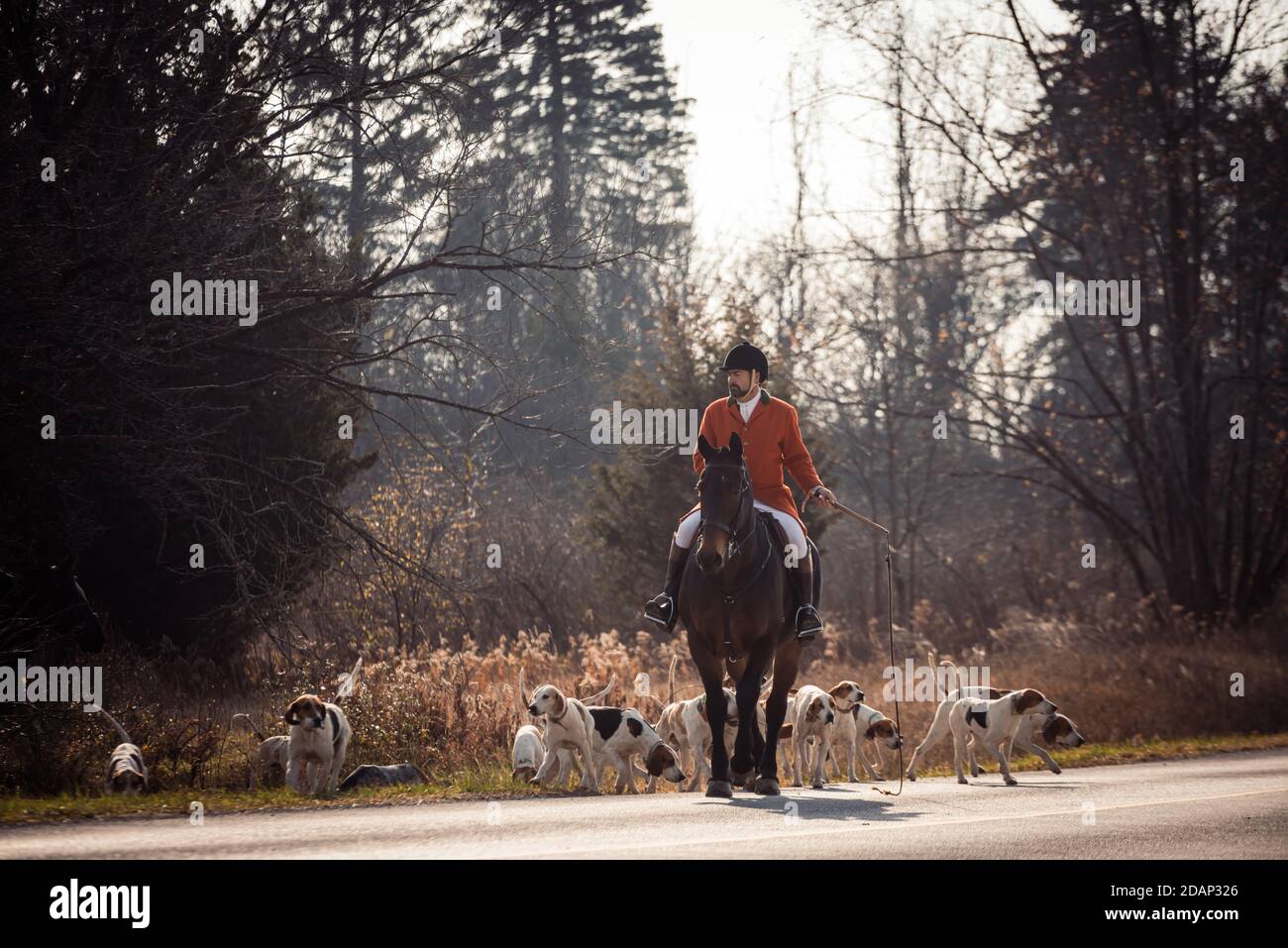 The Hamilton hunt rides out with nine couples (pack of 18) hounds to ...