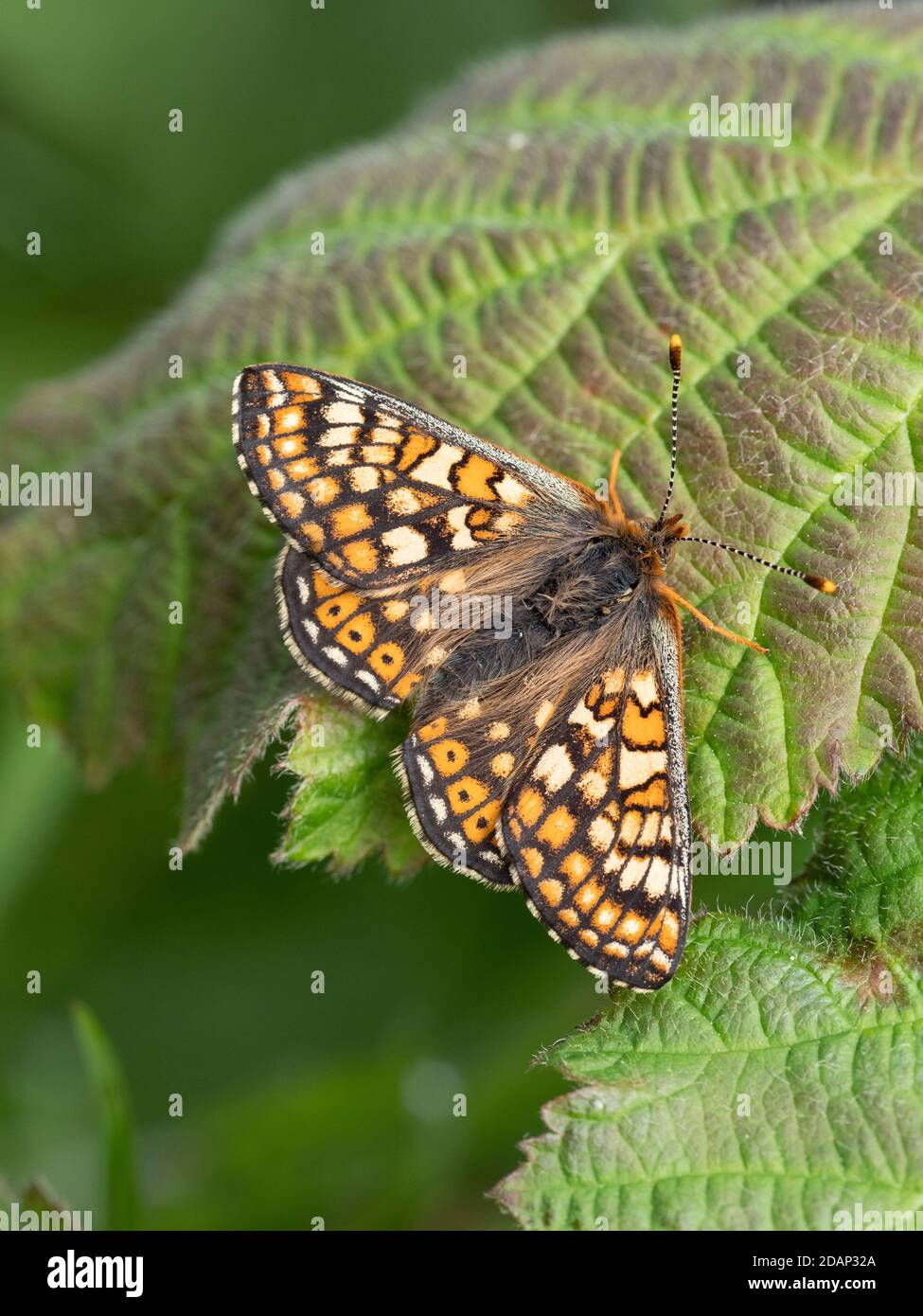 Marsh Fritillary Butterfly, (Euphydryas aurinia), Kent UK, wings open ...