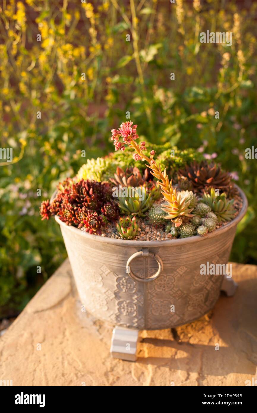 Sempervivums sempervivum uk hi-res stock photography and images - Alamy