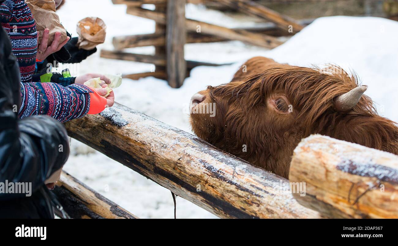 The Highland, a Scottish breed of rustic cattle Stock Photo - Alamy