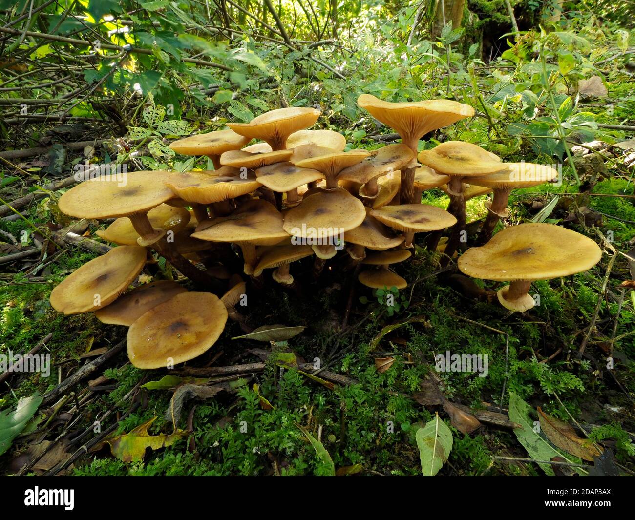 Honey fungus (Armillaria mellea) mature, fruiting bodies on a fallen ...