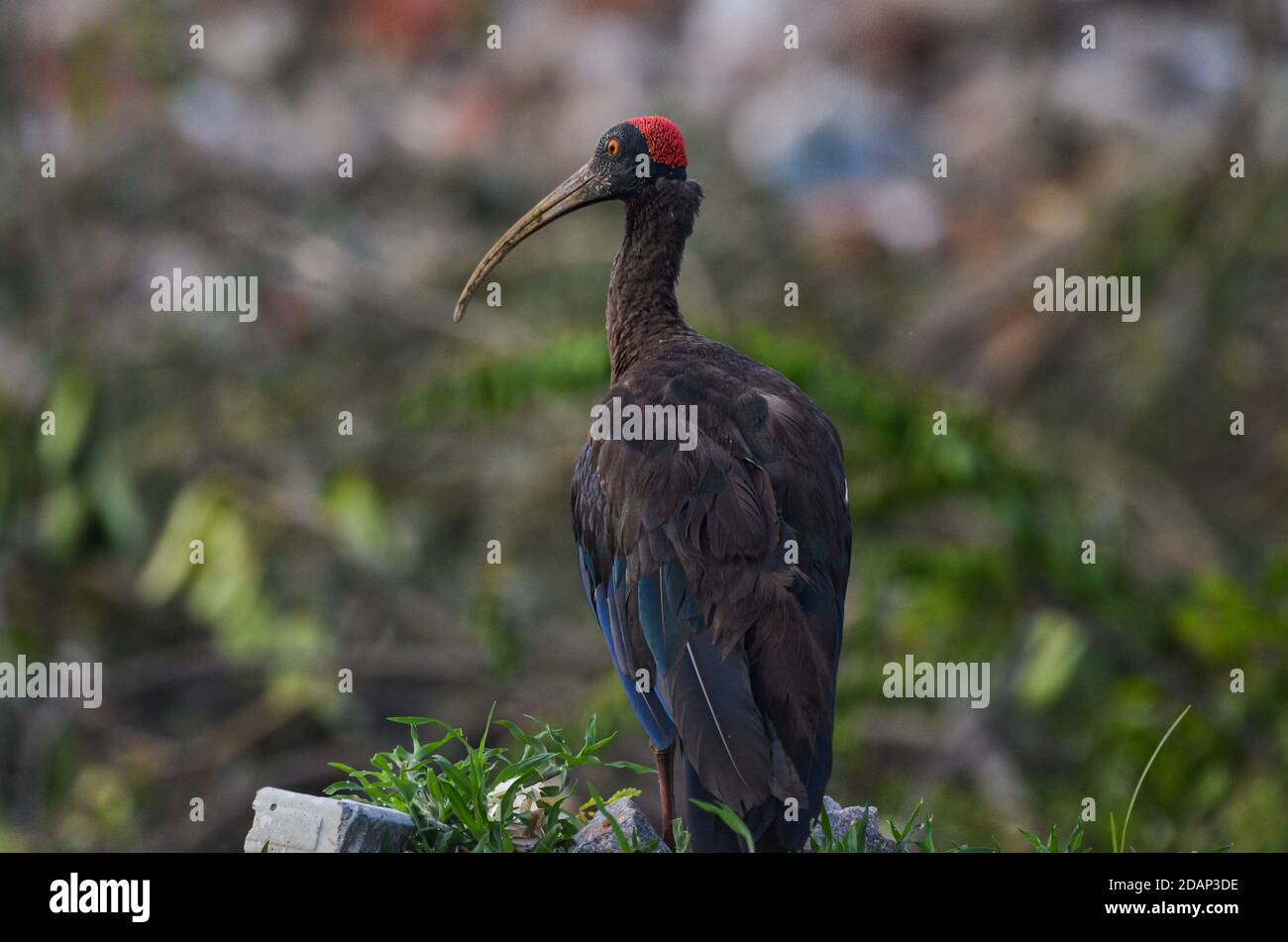 Red-naped Ibis, Noida, India- September 2, 2019: Close-up of a Red ...