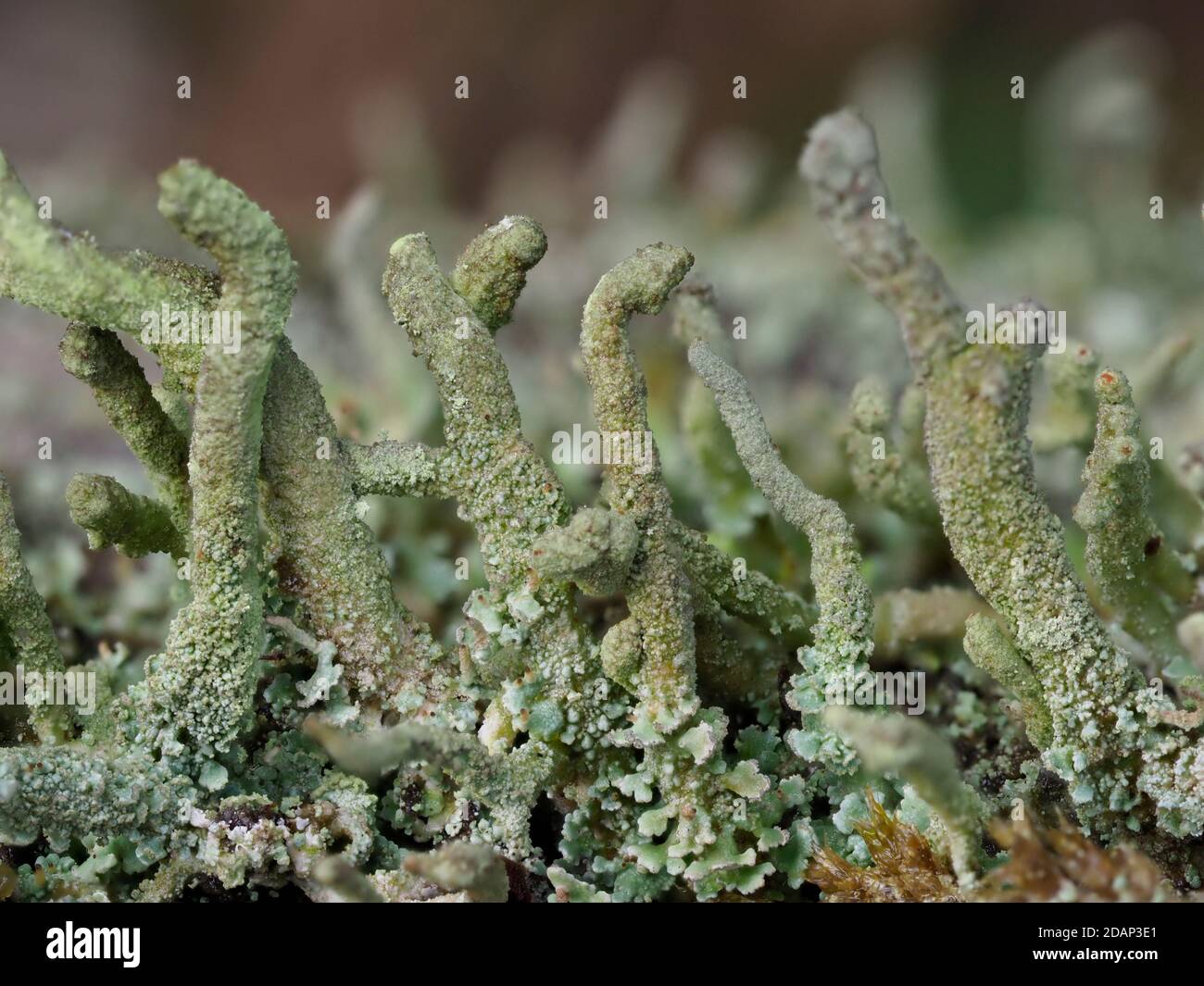 Lichen Underwater