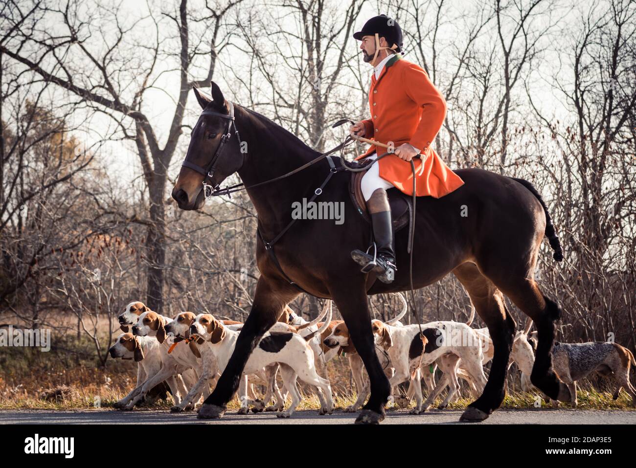 The Hamilton hunt rides out with nine couples (pack of 18) hounds to ...