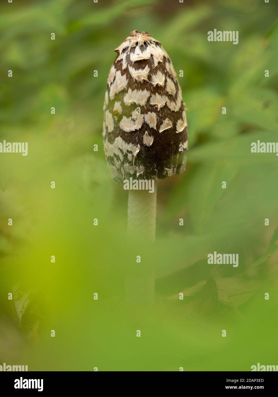 Magpie inkcap (fungus) (Coprinopsis picacea), Queensdown Warren, Kent ...