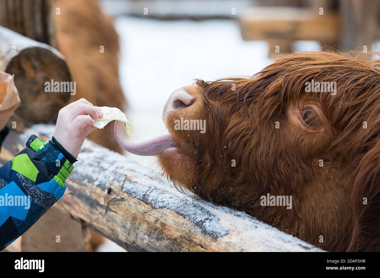 The Highland, a Scottish breed of rustic cattle Stock Photo - Alamy