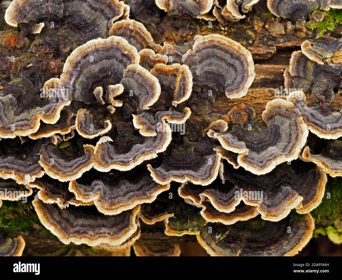 Turkey Tail Fungi (Trametes versicolor), common polypore fungus ...