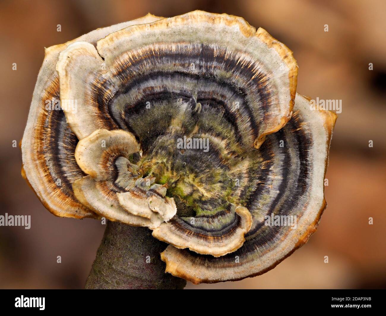 Turkey Tail Fungi (Trametes versicolor), common polypore fungus ...