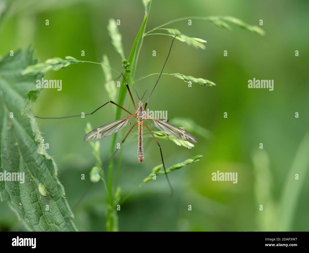 Cranefly (Tipula maxima) Queensdown Warren Kent Wildlife Trust, UK ...
