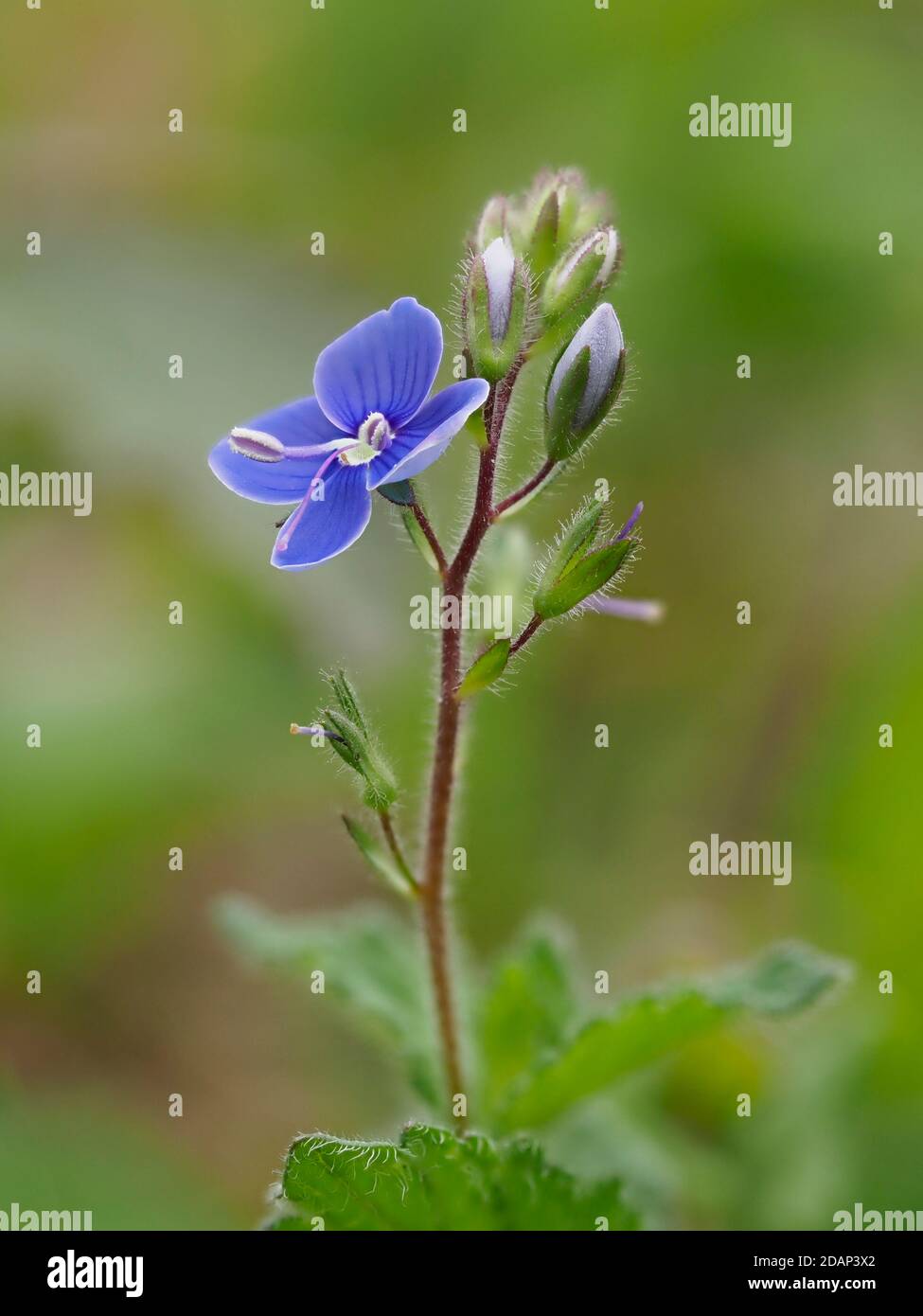 Germander speedwell (Veronica chamaedrys), Queensdown Warren Kent ...