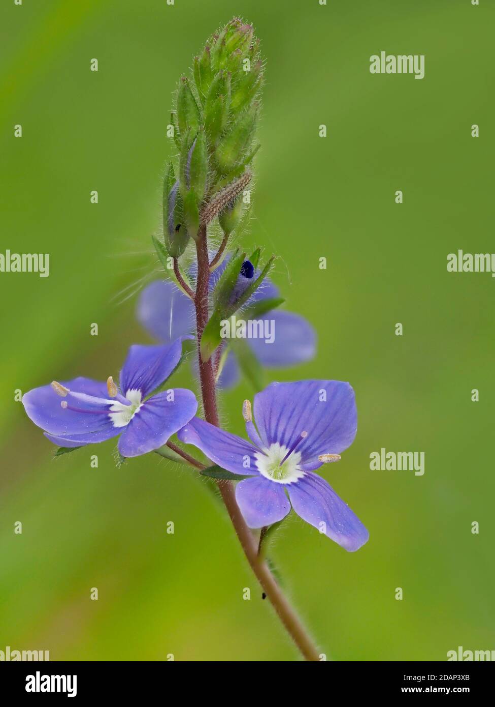Germander speedwell (Veronica chamaedrys), Queensdown Warren Kent ...