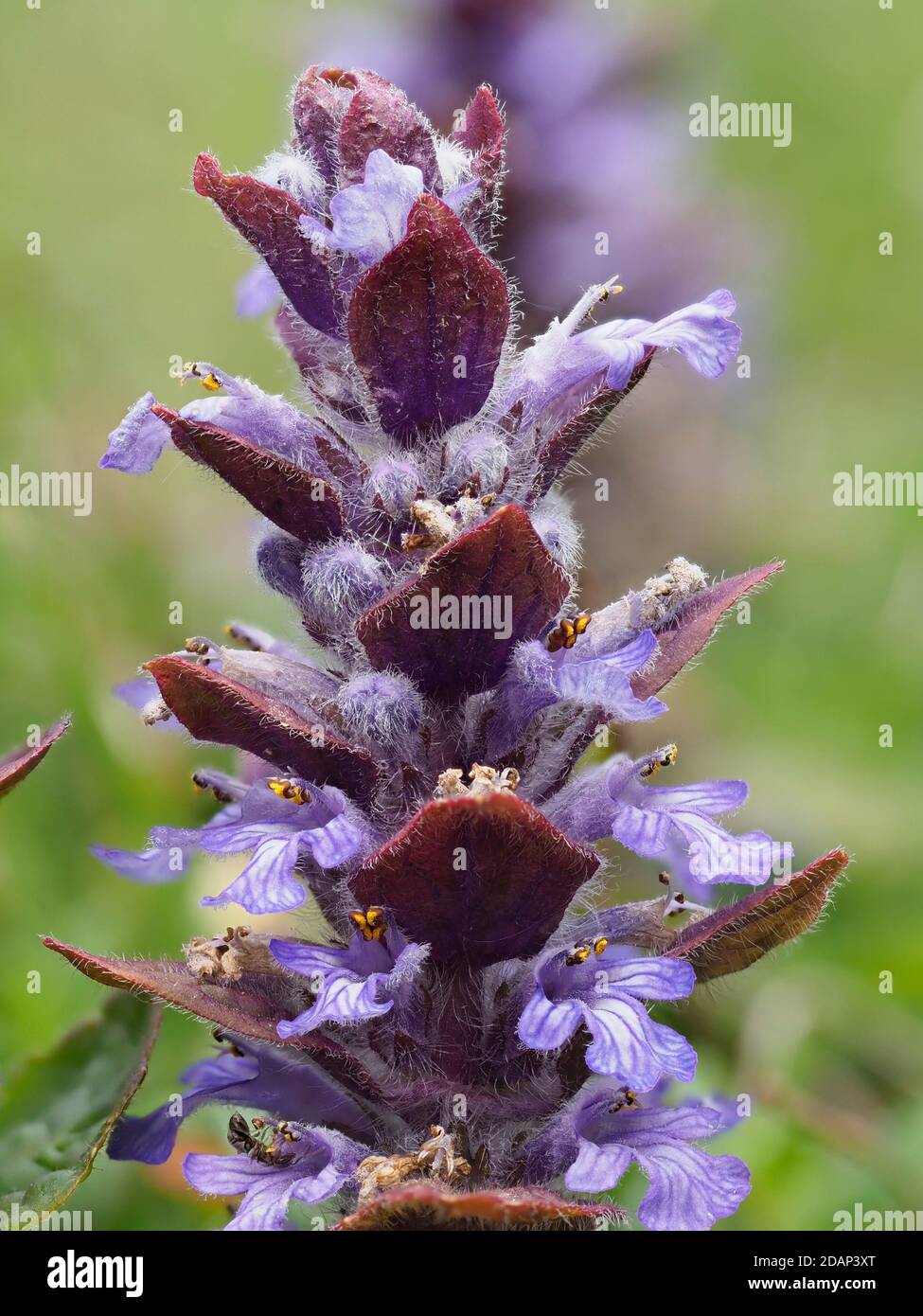 Bugle (Ajuga reptans) in flower, Queensdown Warren Kent Wildlife Trust ...