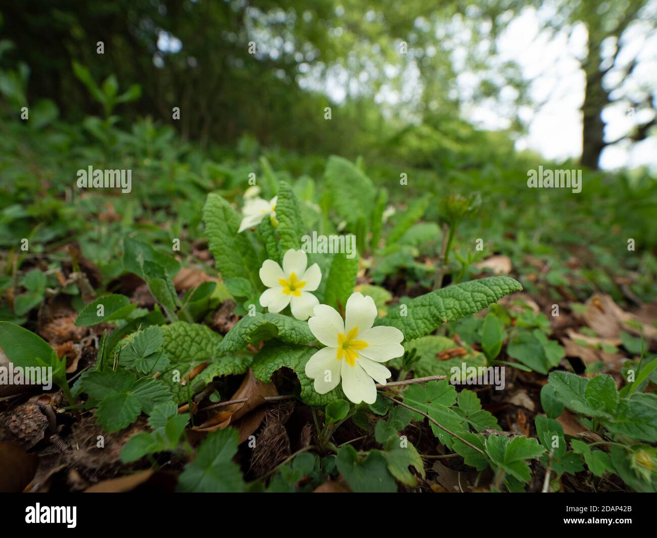 Primrose (Primula vulgaris), Queensdown Warren Kent Wildlife Trust, UK ...